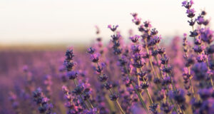 Los colores que empiezan con la letra L más conocidos - AIDO