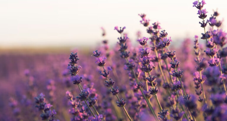 Los colores que empiezan con la letra L más conocidos - AIDO